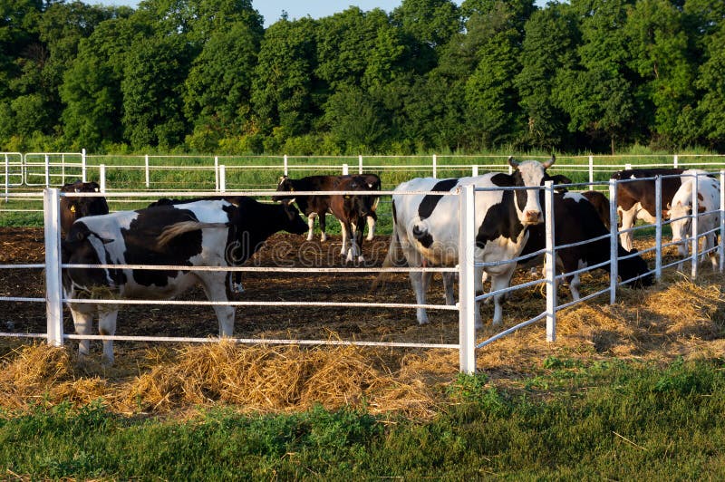 Cows in paddock stock image. Image of fence, scene, paddock - 26146981
