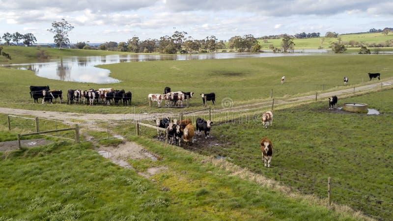 Cows in a Paddock Near Marysville in Rural Victoria, Australia Stock ...