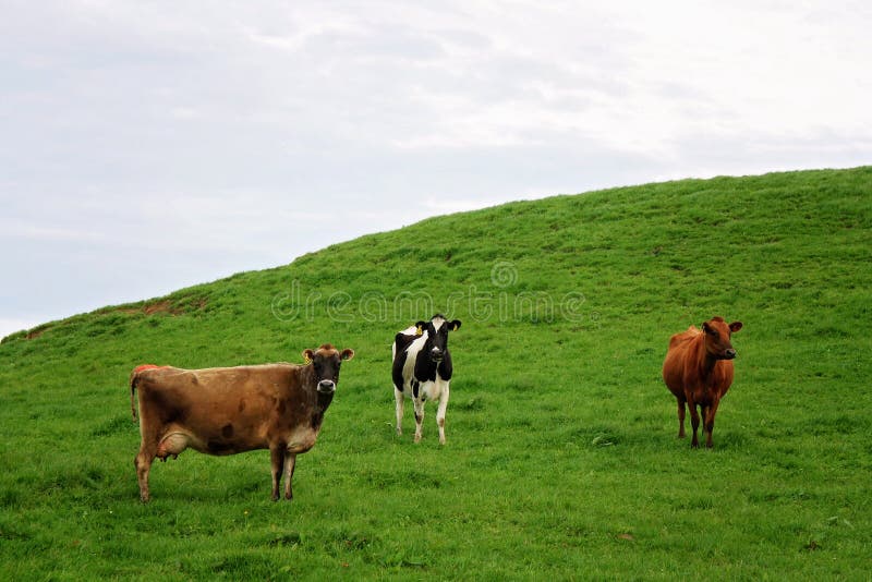Cows In A Paddock At Cania Gorge Australia Stock Photo - Image of beef ...