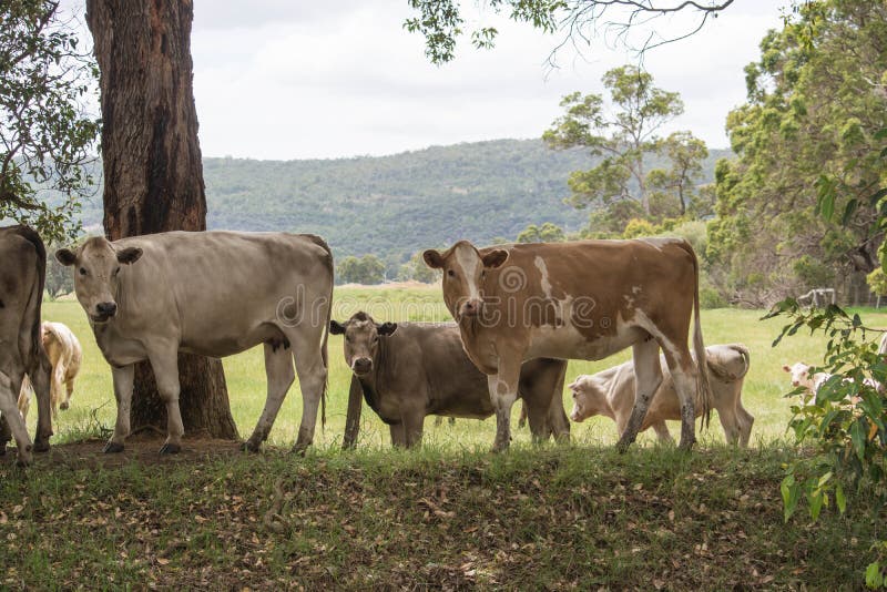 Cows in a paddock stock photo. Image of outdoor, grassland - 97170112
