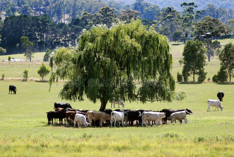 Cows stock photo. Image of group, beefcow, field, beast - 32904612