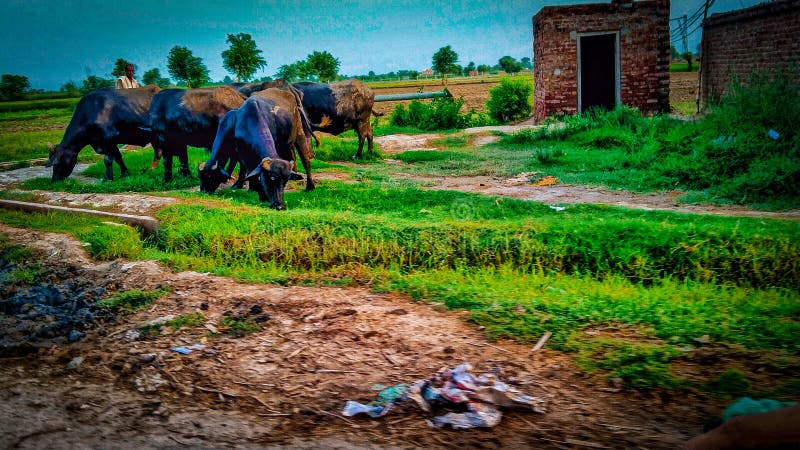 Cows in Pakistan District Okara Stock Photo - Image of flower, jungle ...