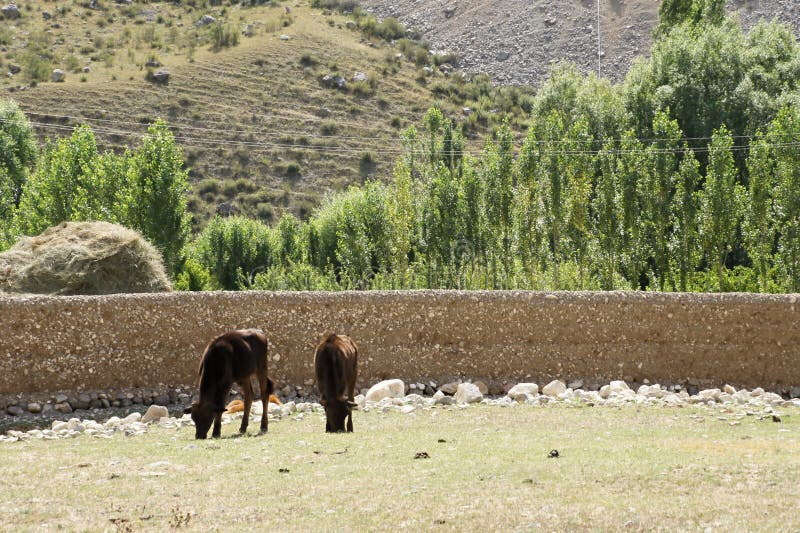 Cows in Pamir, Kyrgyzstan stock photo. Image of pamiralay - 26583974