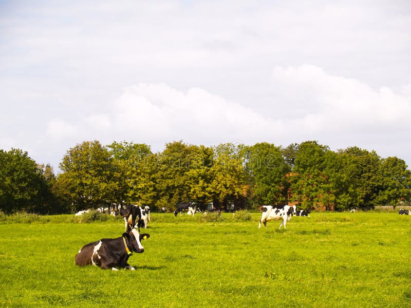 Cows on pasture stock photo. Image of country, agriculture - 11112044