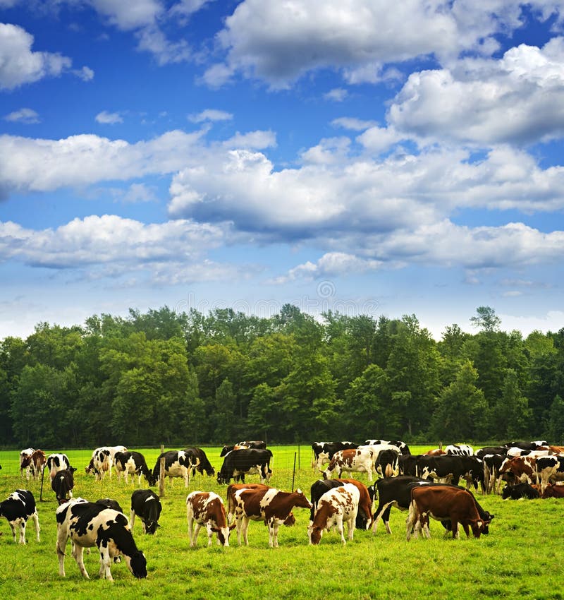 Cows in pasture stock photo. Image of hills, farmland - 12612486