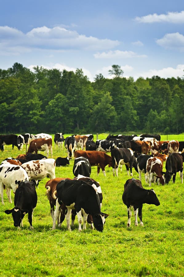 Cows in pasture stock image. Image of country, farm, livestock - 12612595