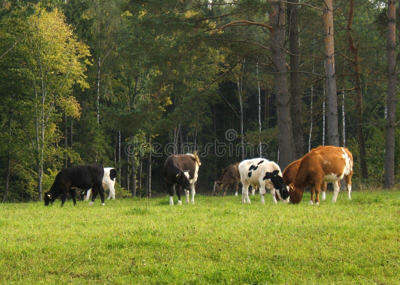 Cows on pasture stock photo. Image of meadows, green, cows - 1497190