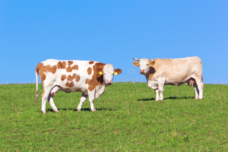 Cows on pasture stock image. Image of animal, green, livestock - 23077247