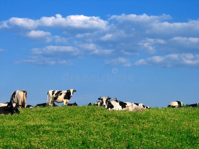 Cows on pasture stock photo. Image of breeding, green - 28257844
