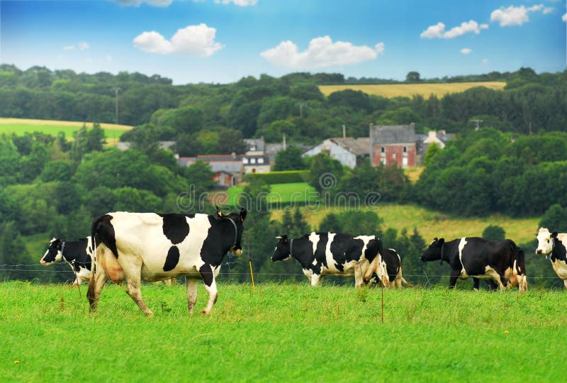 Cows in pasture stock image. Image of country, farm, livestock - 12612595