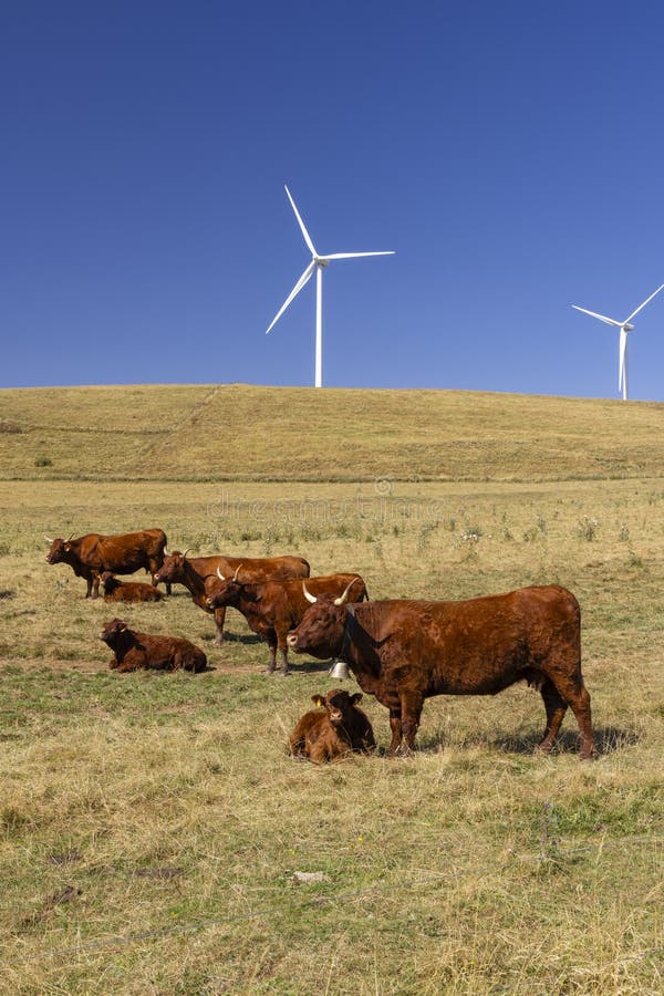Cows in the Pasture and Behind Them are Wind Turbines Stock Photo ...