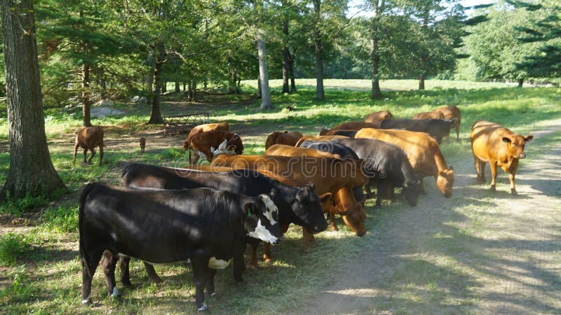 Cows on Pasture in Connecticut Stock Photo - Image of america, outdoor ...