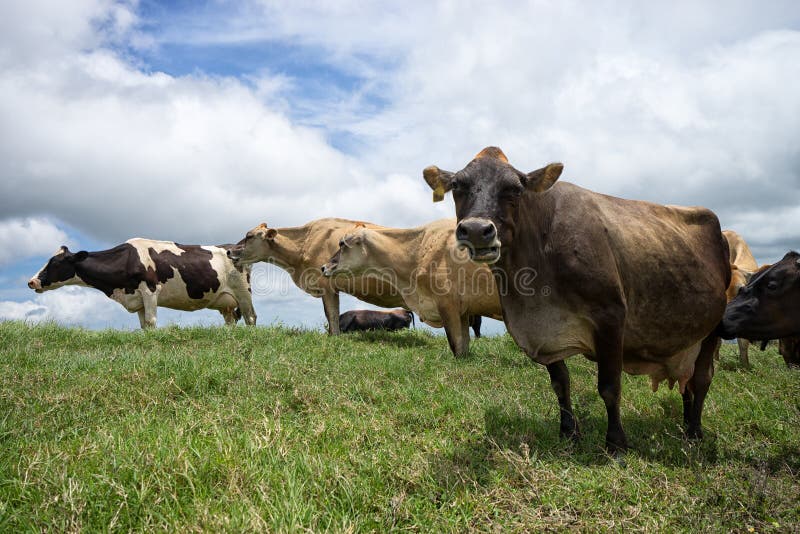 Cows on Pasture in Costa Rica Highlands Stock Image - Image of outdoors ...