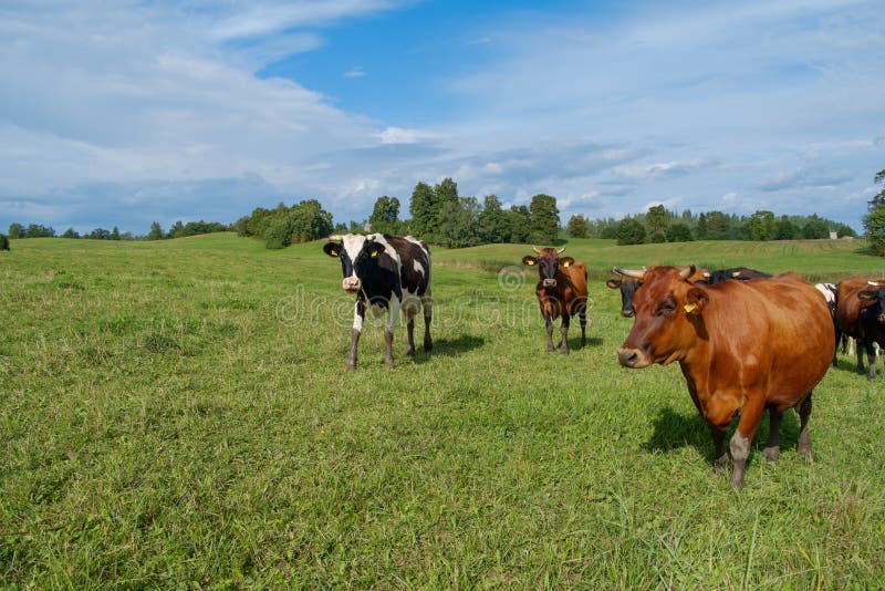 Cows on pasture stock photo. Image of graze, grazing - 47283532