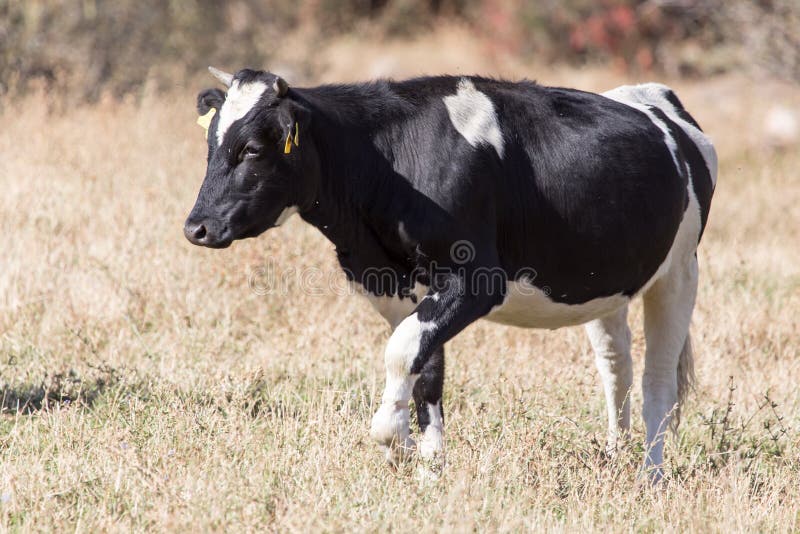 Cows on Pasture in the Fall Stock Image - Image of mountain, autumn ...