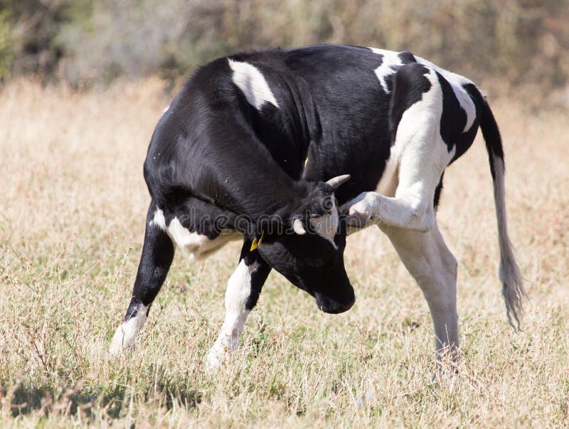 Cows on Pasture in the Fall Stock Photo - Image of cattle, autumn ...