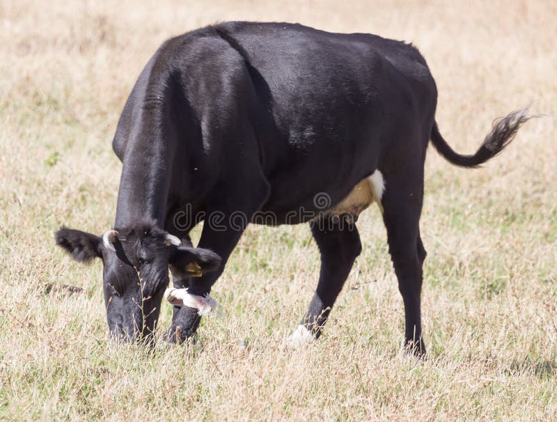 Cows on Pasture in the Fall Stock Image - Image of summer, cattle ...