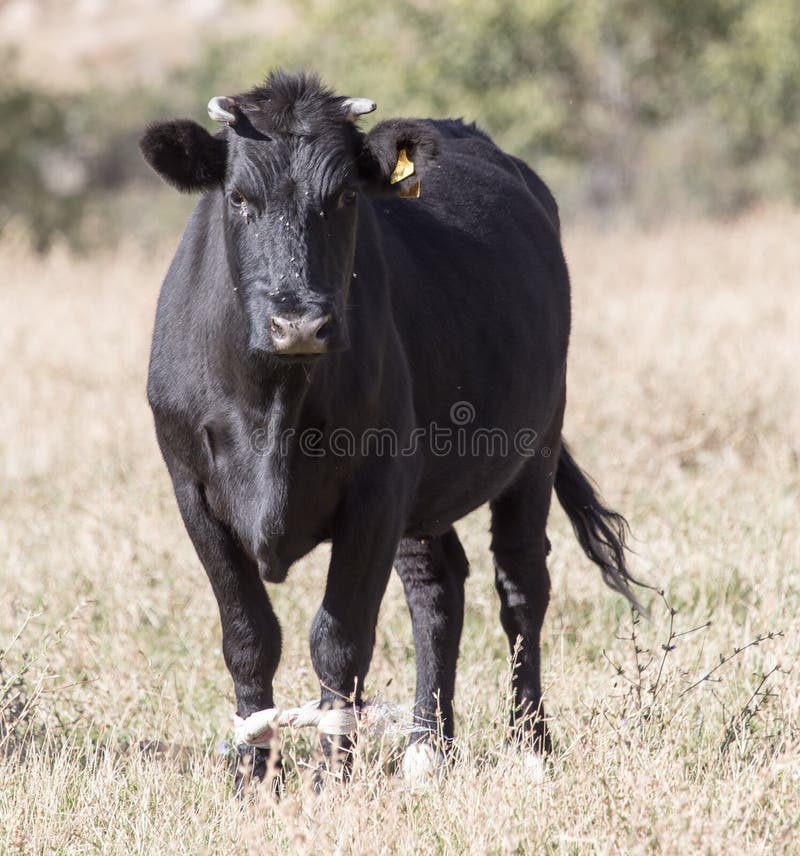 Cows on Pasture in the Fall Stock Image - Image of tranquil, mountain ...