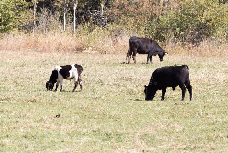 Cows on Pasture in the Fall Stock Photo - Image of season, cattle ...