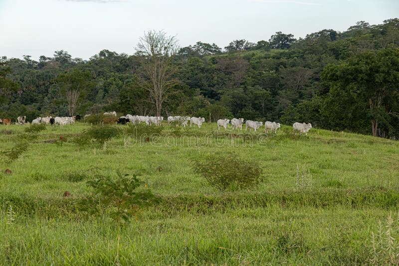 Cows in a Pasture Field for Cattle Raising on a Farm Stock Image ...