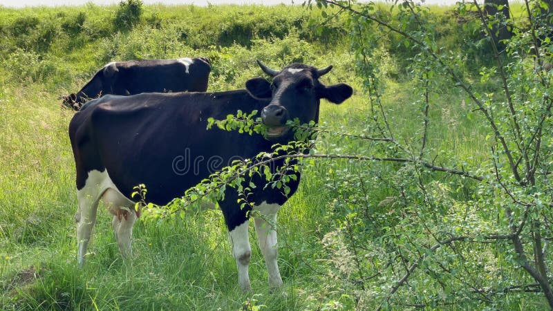 Cows on Pasture in Field. Cows Taking Rest on the Field Stock Photo ...