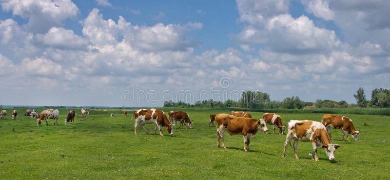 Grazing cows stock photo. Image of livestock, dutch, field - 2771466