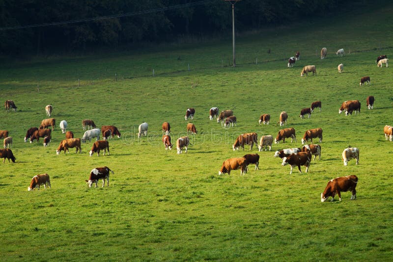 Cows on pasture stock image. Image of calf, hills, landscape - 34362733