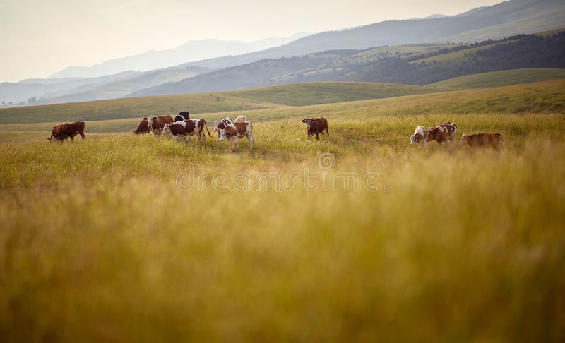 Cows in Pasture.Group of Cows Stand on the Meadow Stock Photo - Image ...