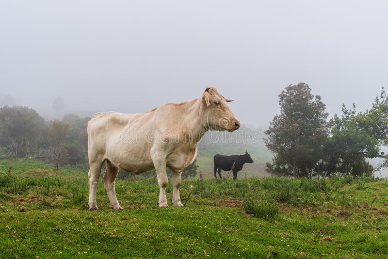 Cows on Pasture on Madeira Island Stock Photo - Image of agriculture ...