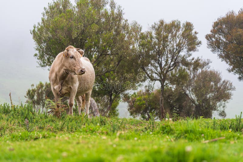 Cows on Pasture on Madeira Island Stock Image - Image of field, land ...