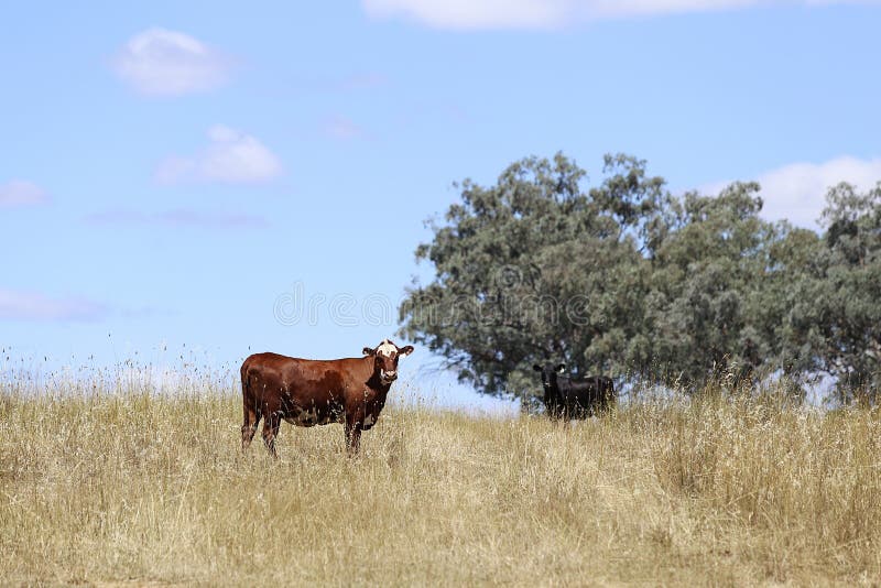 Cows on Pasture Mudgee, Australia Stock Photo - Image of nature, animal ...
