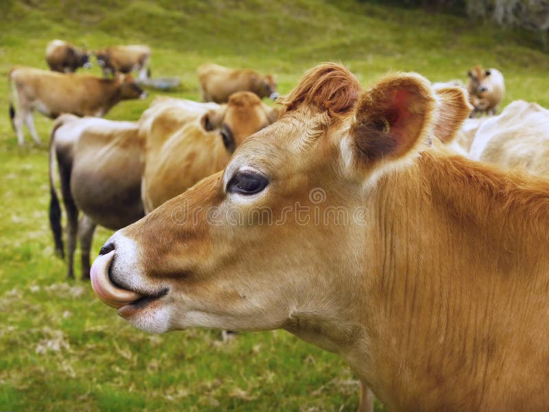 Cows on pasture stock image. Image of meadow, calf, pasture - 178435935