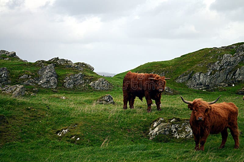 Cows on a Pasture in Norway Stock Image - Image of calf, hill: 68096389