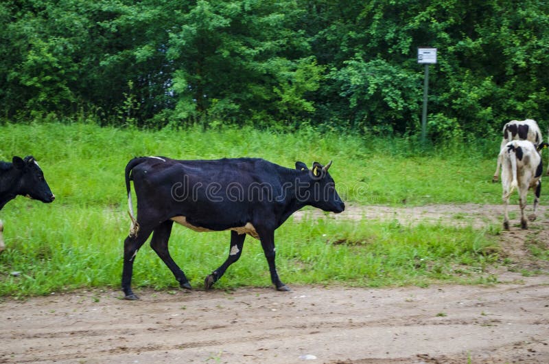 Cows in the Pasture and Running Along the Road the Shepherds Stock ...