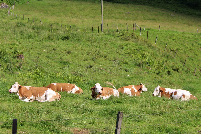 The Cows Take Turns Cooling Off in a Large Natural Pond on the Farm ...