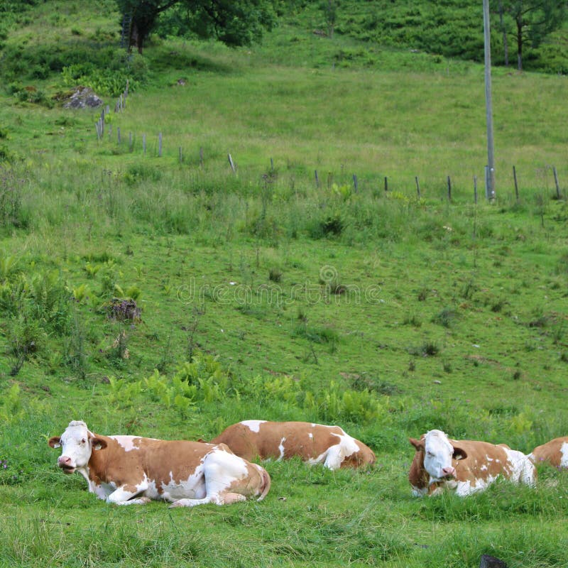 The Cows Take Turns Cooling Off in a Large Natural Pond on the Farm ...