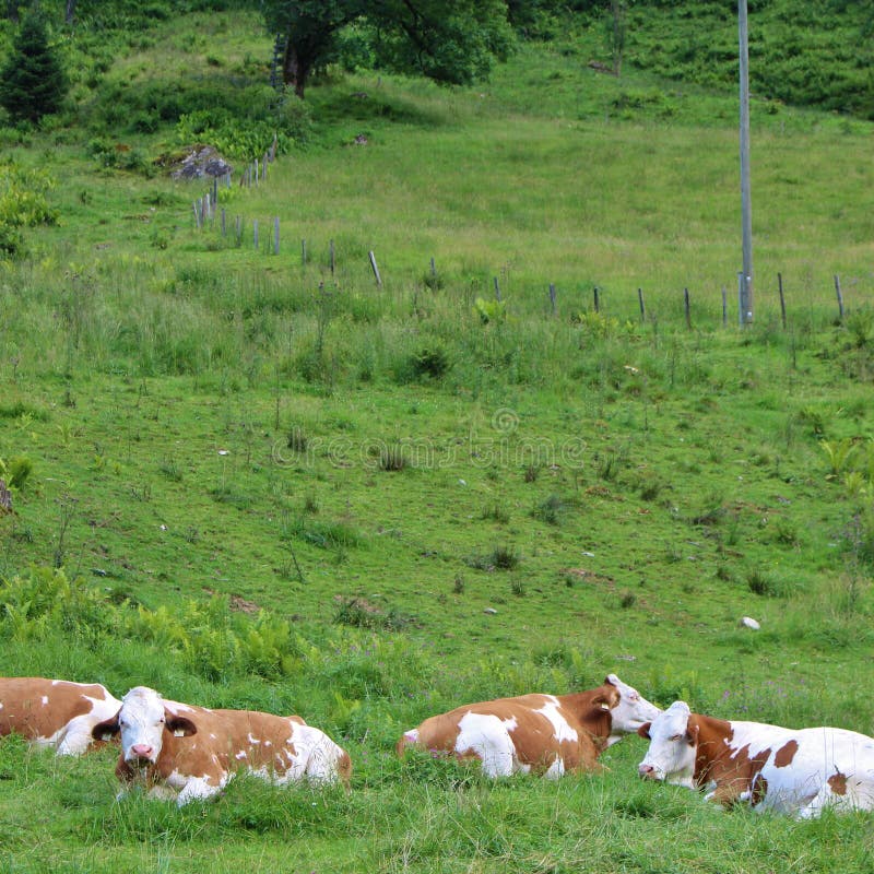 The Cows Take Turns Cooling Off in a Large Natural Pond on the Farm ...