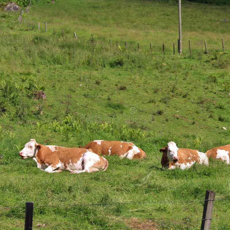 The Cows Take Turns Cooling Off in a Large Natural Pond on the Farm ...