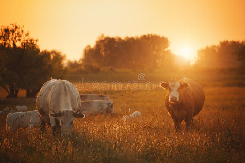 Cow on the Pasture Sunset Lights Stock Photo - Image of grassland ...