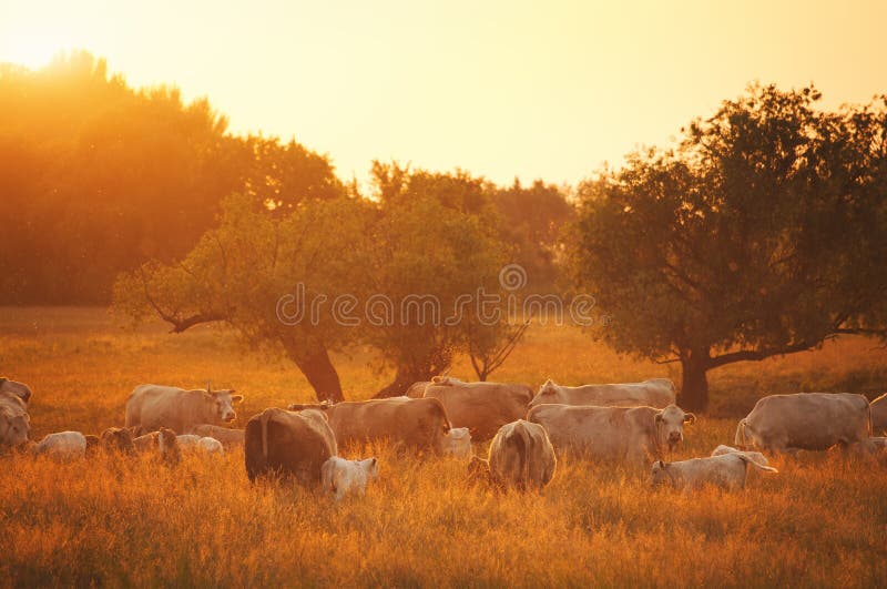 Cow pasture stock image. Image of head, sunset, scenery - 123373517