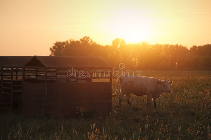 Cow pasture stock photo. Image of animal, eating, farmland - 123373546