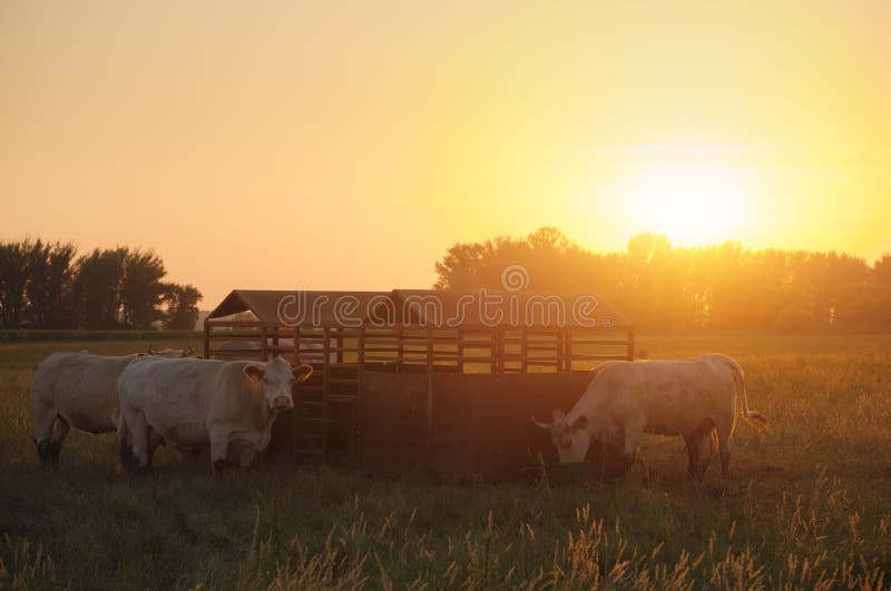 Cow pasture stock image. Image of farmland, hungary - 123373603