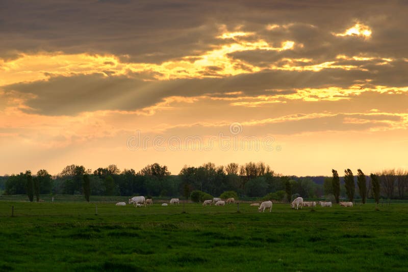 Cows on pasture sunset stock image. Image of outdoor - 132676965