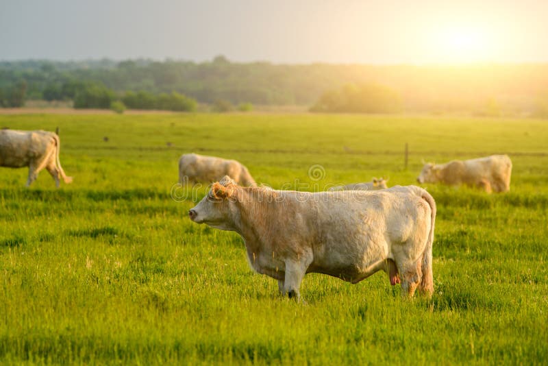 Cows on the Pasture Sunset Lights Stock Image - Image of breed ...