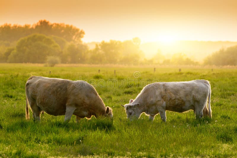Cows on the Pasture Sunset Lights Stock Image - Image of breed ...