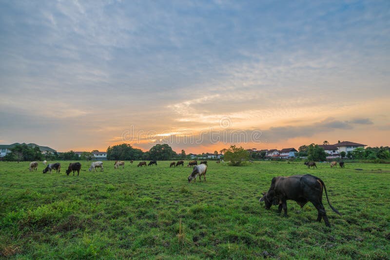 Cows in Pasture at Sunset stock photo. Image of back - 84658112