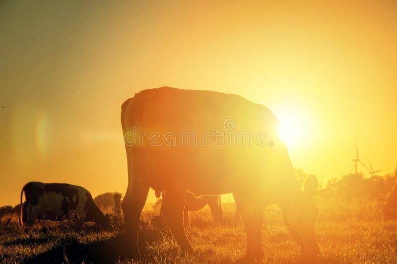 Cows on pasture at sunset stock photo. Image of green - 77211382