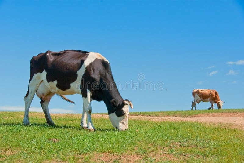 Cows on pasture stock photo. Image of pets, feeding, mammals - 36935464
