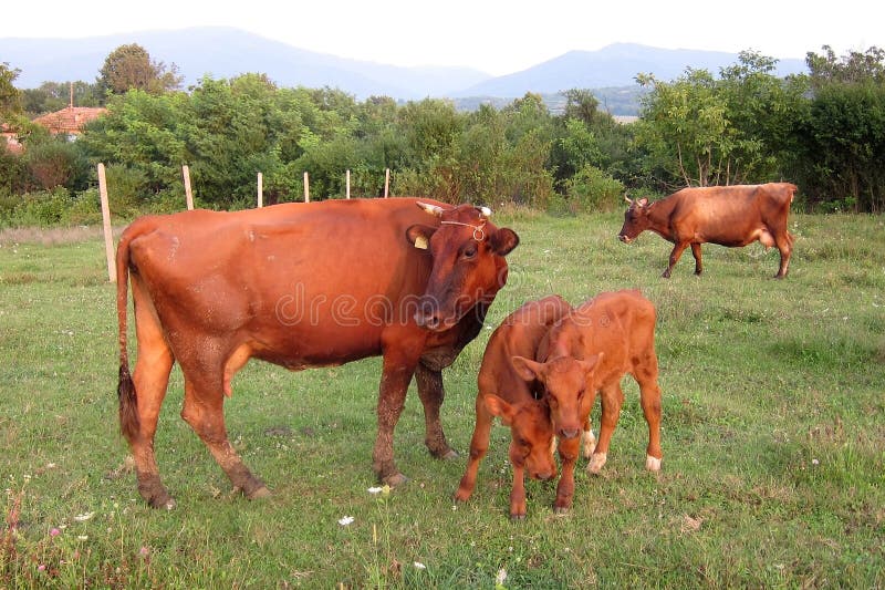 Red cows on the pasture stock photo. Image of graze - 190567588