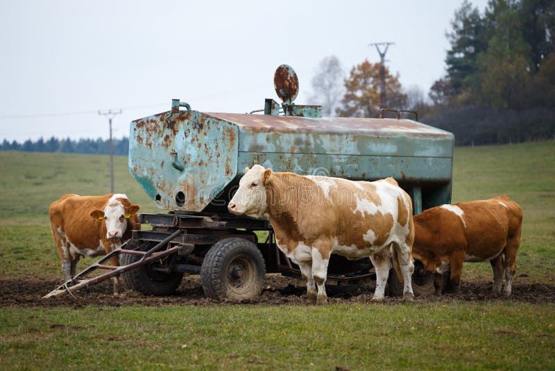 Cows on Pasture and Water Tank Stock Image - Image of beef, farming ...
